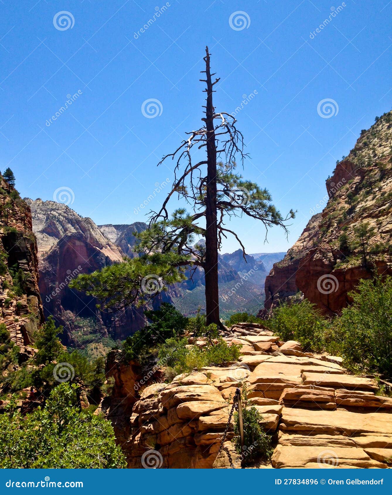 Angels landing tree stock photo. Image of adventurous - 27834896