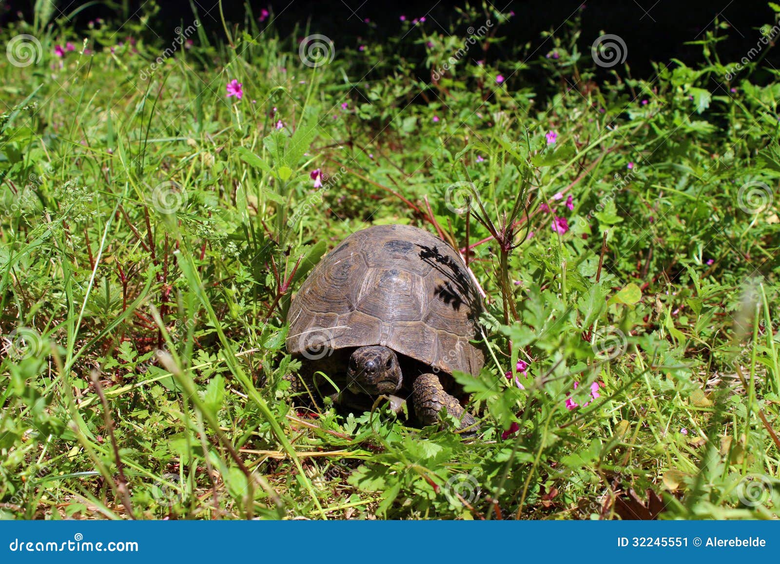Anger stock image. Image of walk, reptile, angry, coming - 32245551