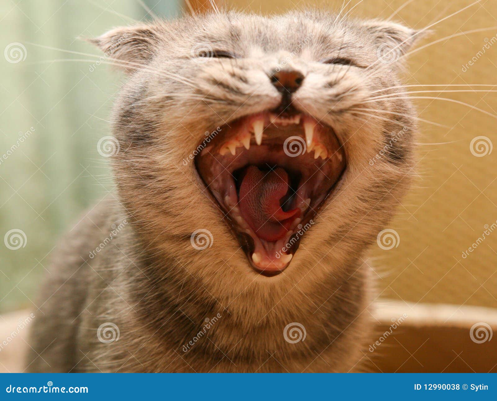 2,541 Anger Animals Stock Photos - Free & Royalty-Free Stock Photos ...