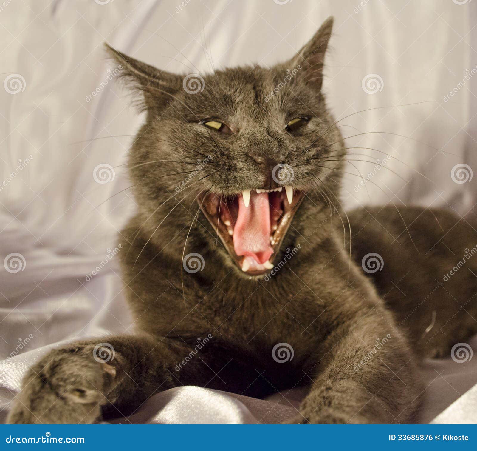 Anger stock photo. Image of purebred, kitten, mammals - 33685876