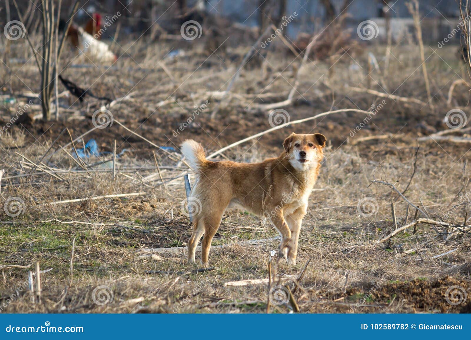 Anger dog stock photo. Image of domestic, doggies, dough - 102589782