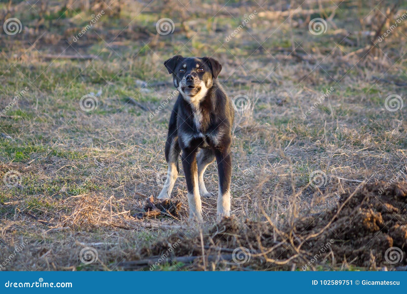 Anger dog stock image. Image of abandoned, depression - 102589751