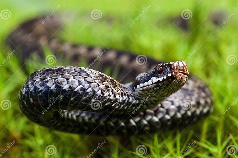 The angered viper. stock image. Image of animals, cool - 16446421