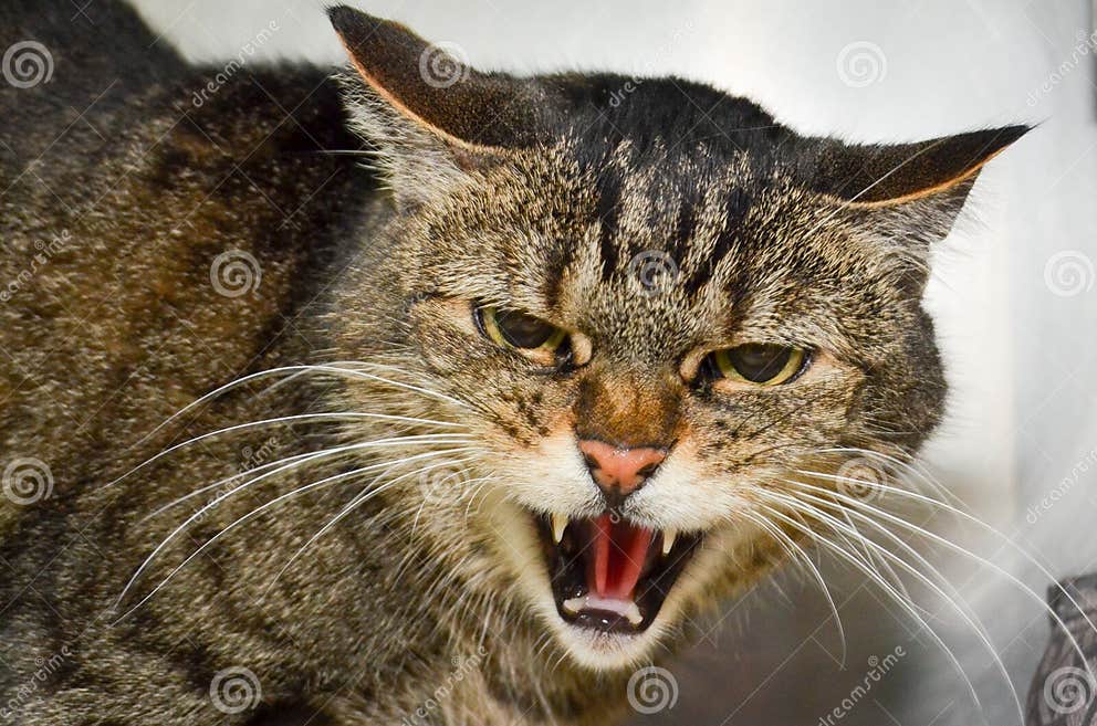 Angery cat stock photo. Image of meow, angery, lips, kitty - 95115990