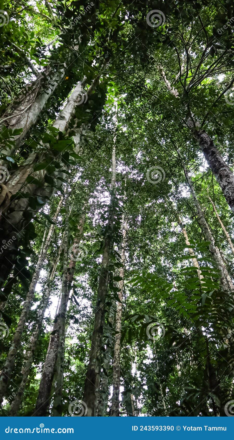 Anggori Protected Forest in Manokwari, West Papua. Stock Photo - Image ...