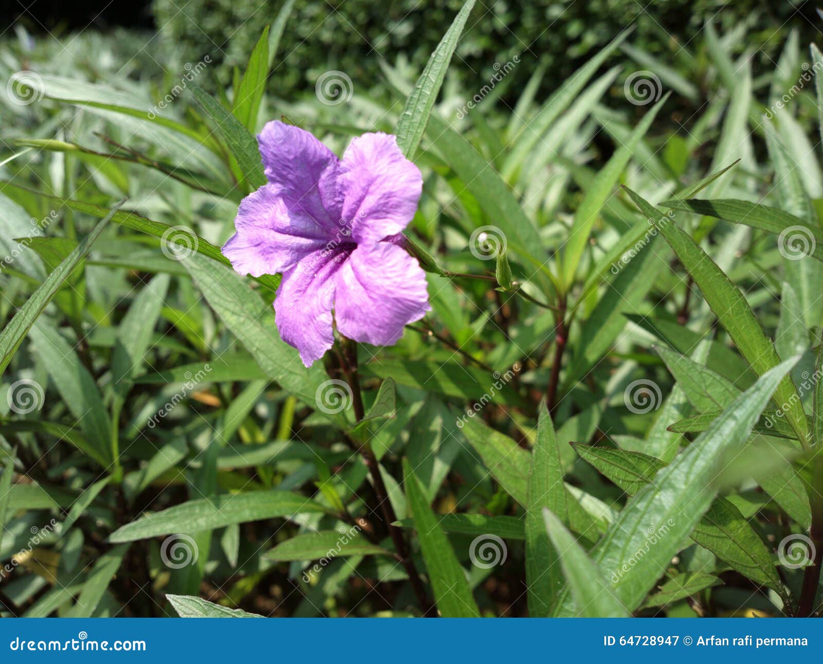 Anggrek flower stock image. Image of nature, odorous - 64728947