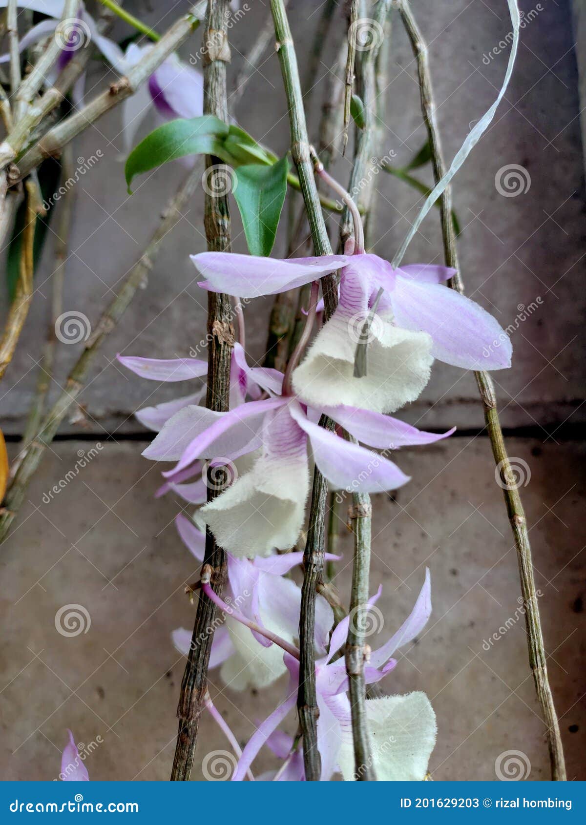 Anggrek indonesian flower stock image. Image of anggrek - 201629203