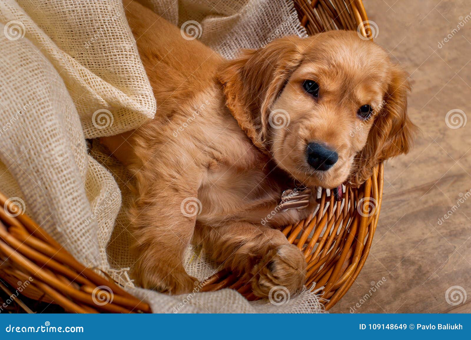 Angielski Cocker Spaniel Pies W Koszu Obraz Stock - Obraz złożonej z ...