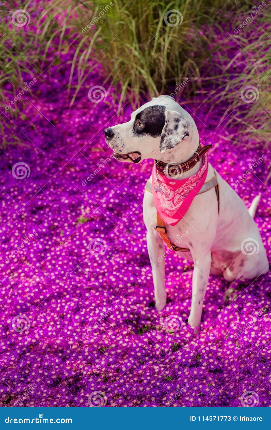Angielski Pointer Mieszanki Fenotypu Pies Obraz Stock - Obraz złożonej ...