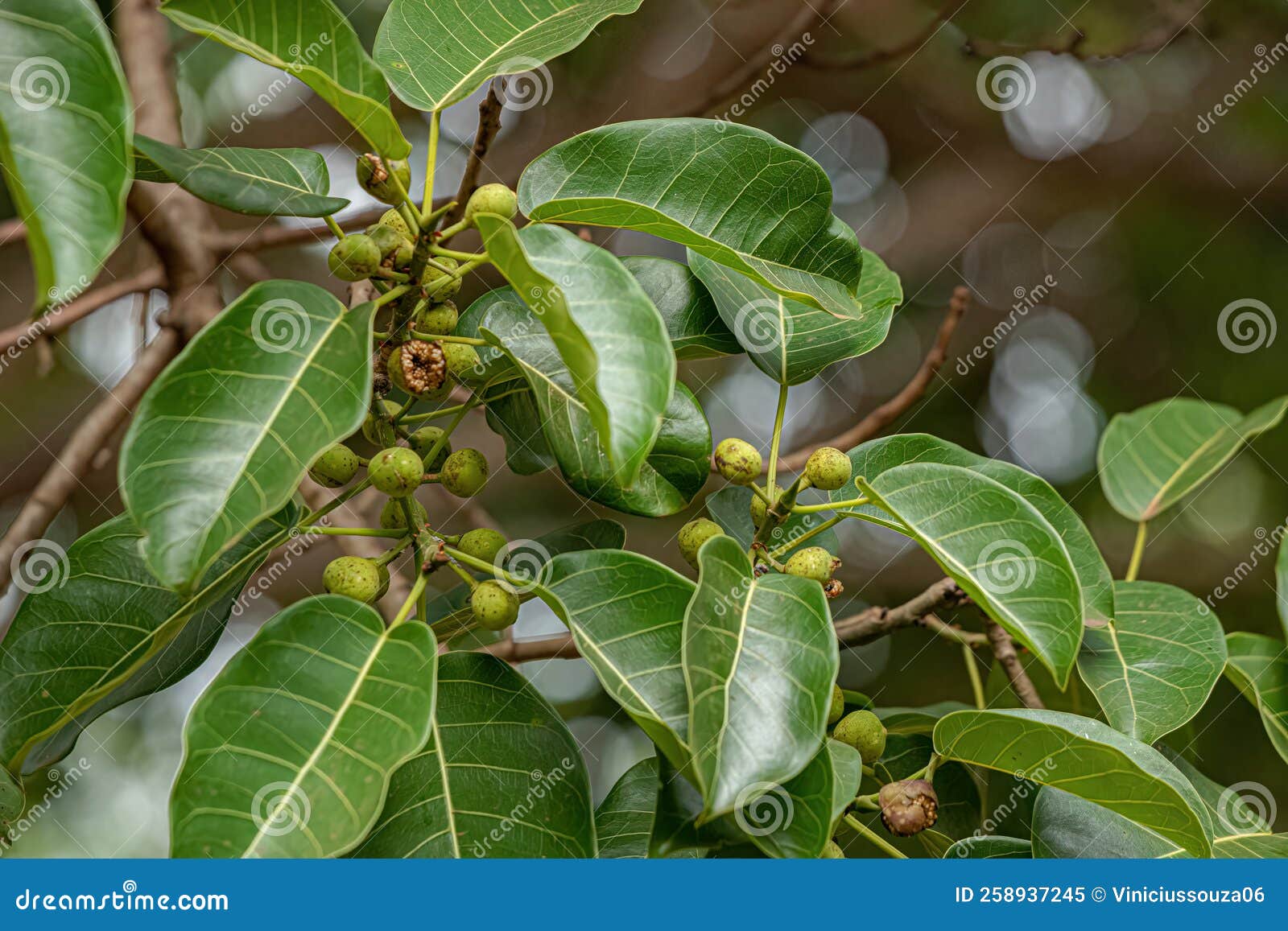 Angiosperm fig tree stock image. Image of green, rosales - 258937245