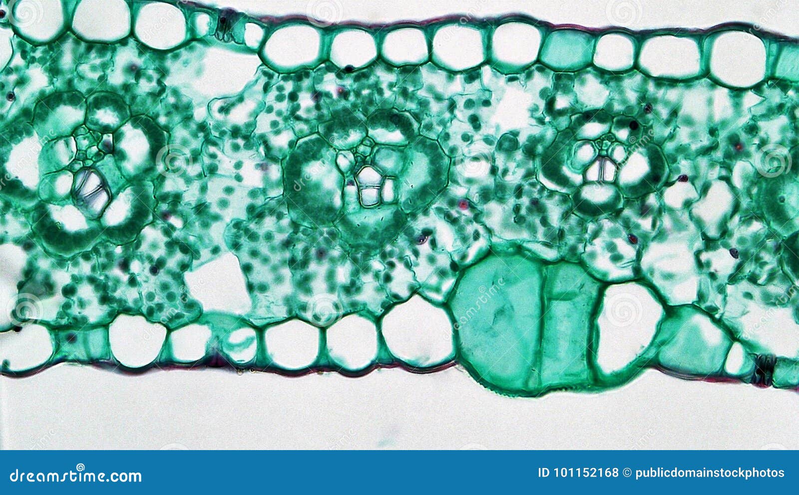 Angiosperm Morphology: Bulliform Cells In Zea Leaf Picture. Image ...