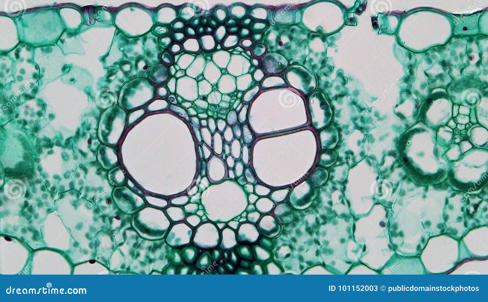 Angiosperm Morphology: The Closed And Collateral Vascular Bundle In Zea ...