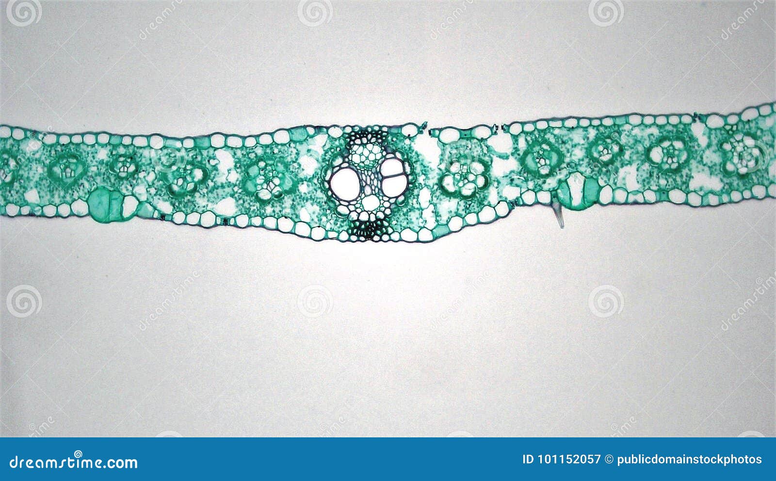 Angiosperm Morphology: The Monocotyledonous Leaf Of Zea Picture. Image ...