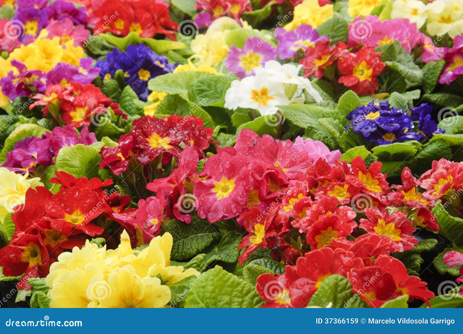 Angiosperme immagine stock. Immagine di densità, bello - 37366159