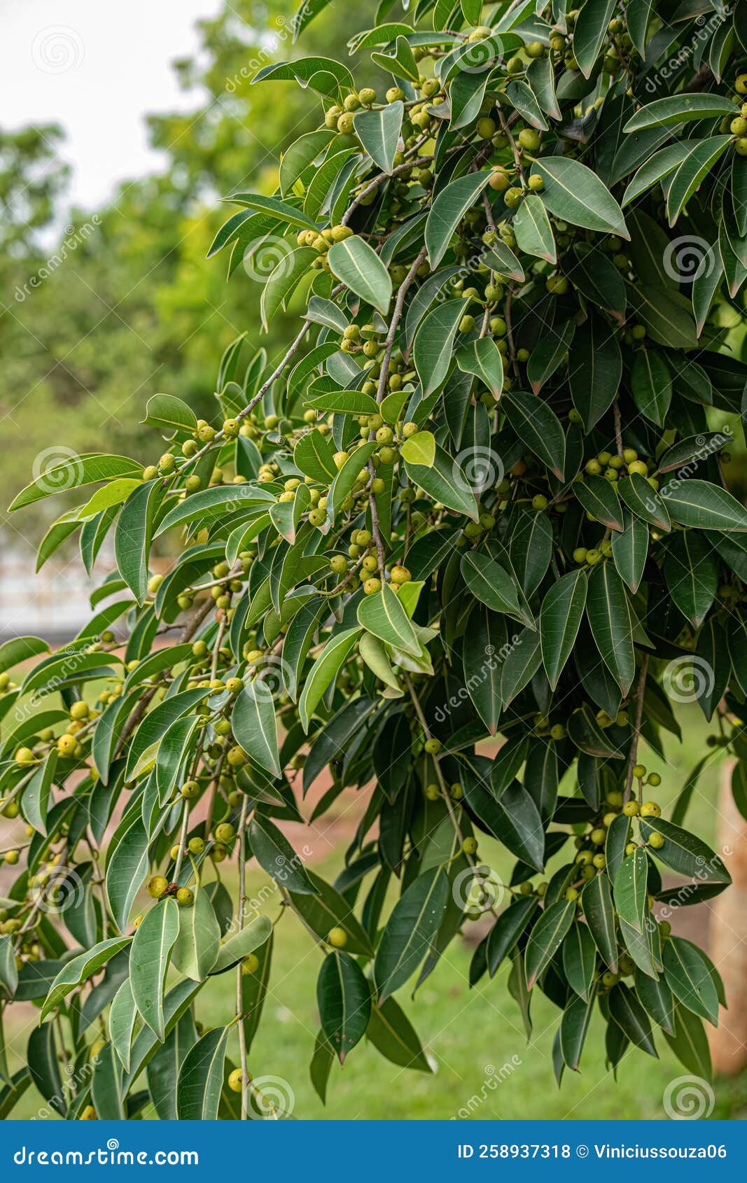 Angiosperme fig tree photo stock. Image du lame, branchement - 258937318