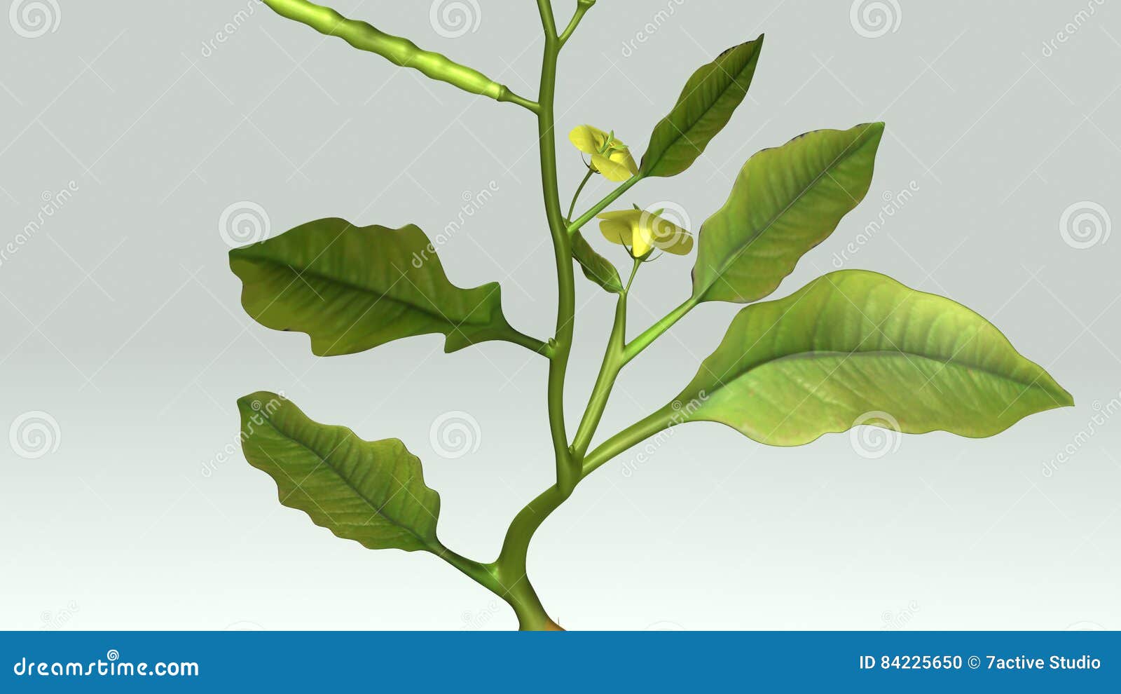 Angiospermic stock illustration. Illustration of spring - 84225650