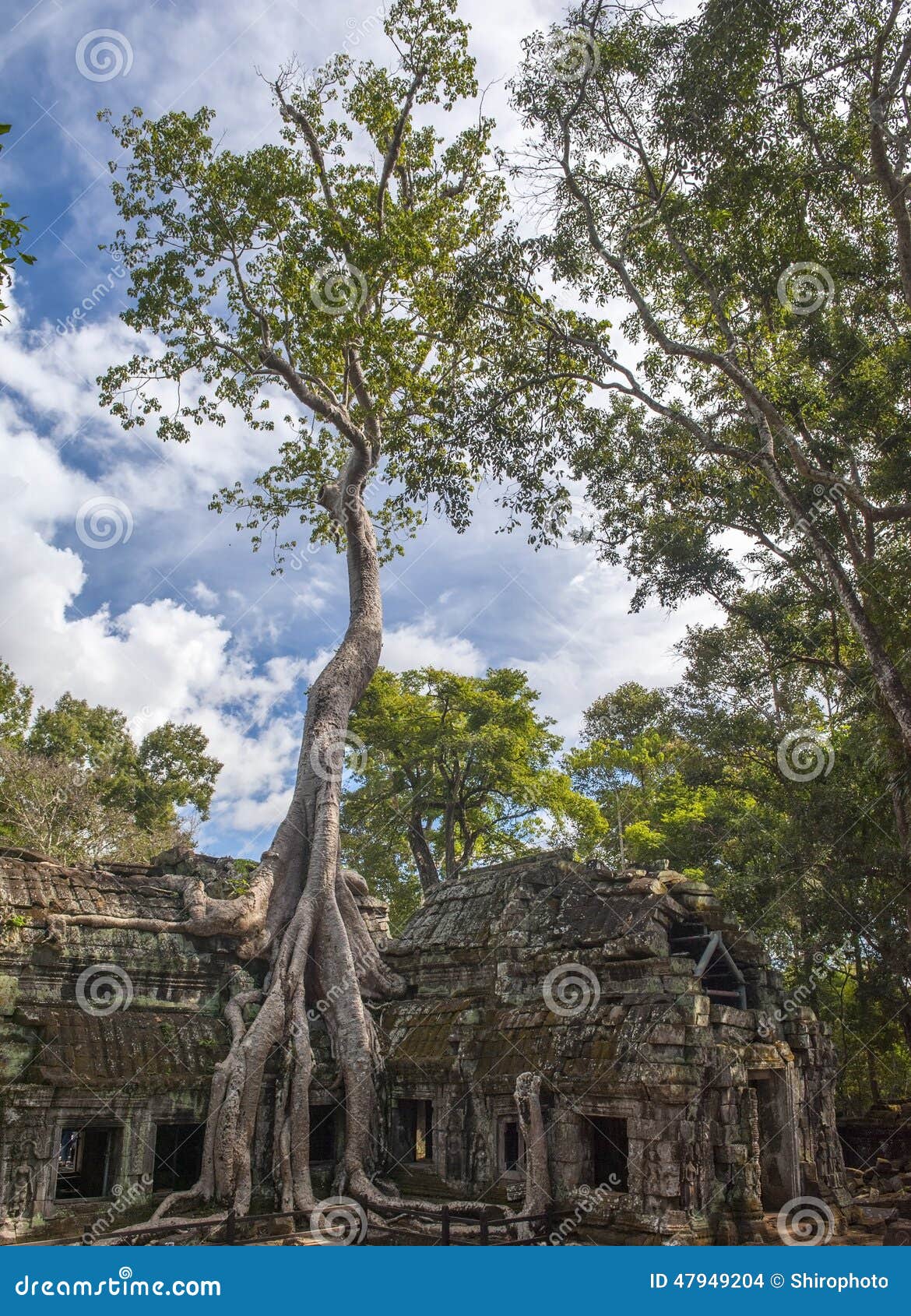 Angkor Ta Prohm in Cambodia Stock Photo - Image of cambodian, asia ...