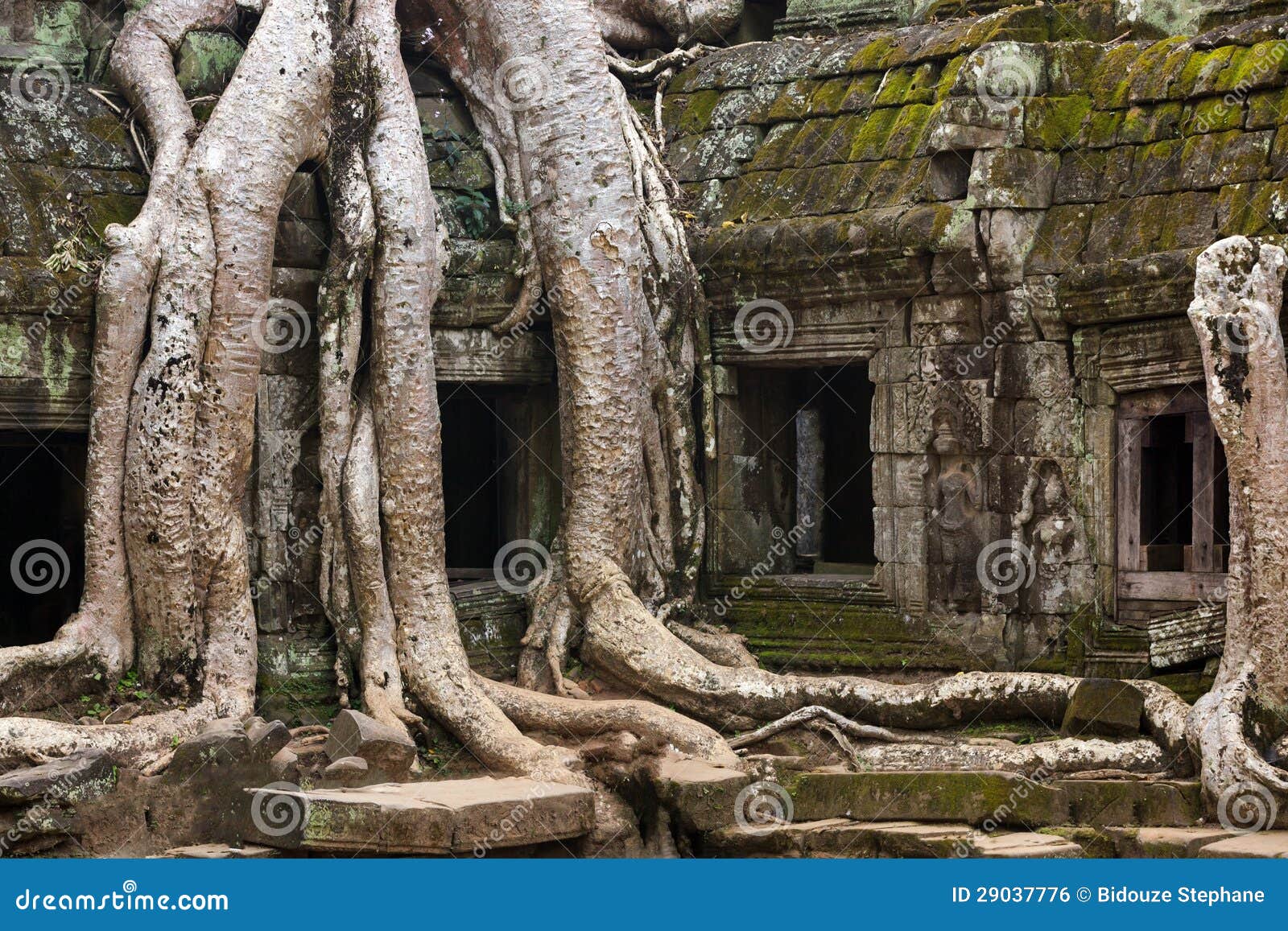 Angkor Ta Prohm temple stock photo. Image of moss, entangled - 29037776