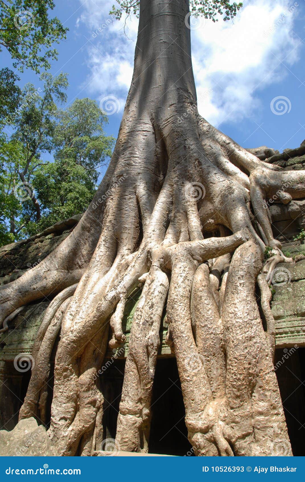 Angkor tree, Cambodia stock image. Image of religious - 10526393