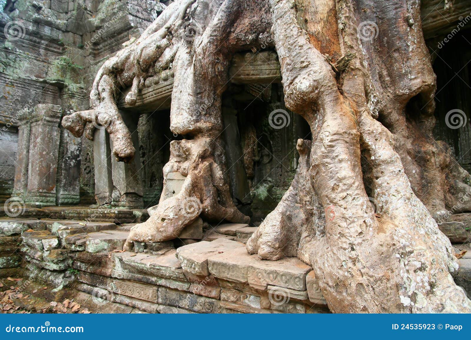 Huge Tree Root in Angkor Wat Stock Image - Image of plant, monument ...