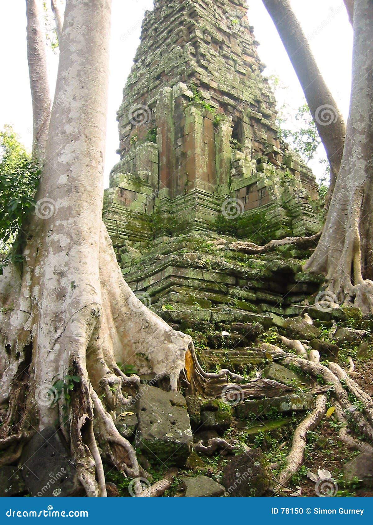 Angkor Wat Banyan Roots Temple Ruins Cambodia Stock Photo - Image of ...