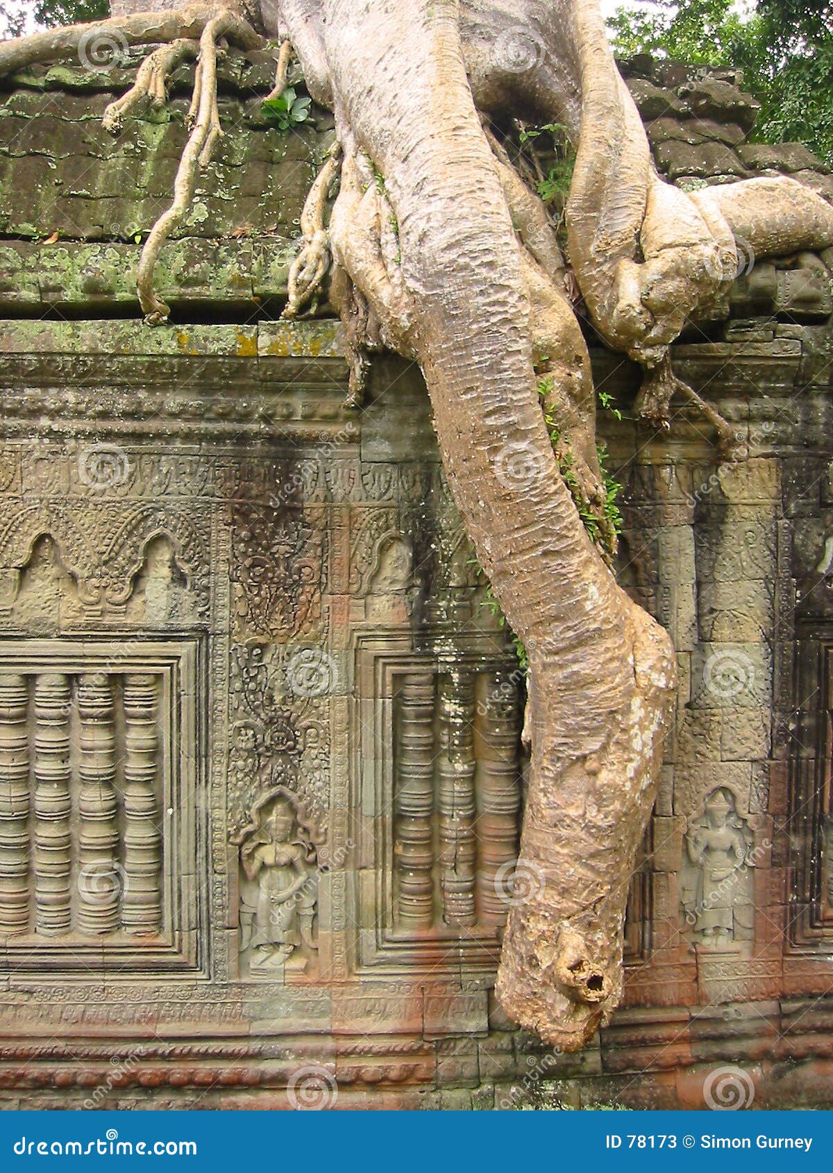 Angkor Wat Banyan Roots Temple Ruins Cambodia Royalty-Free Stock ...