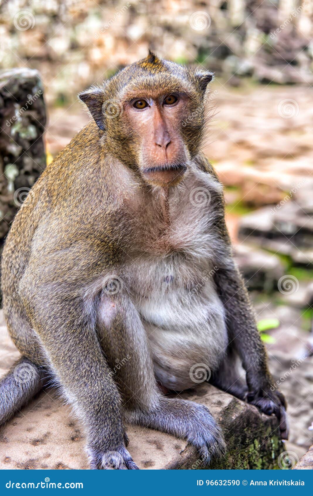 Angkor Wat monkey stock photo. Image of hair, brown, groom - 96632590