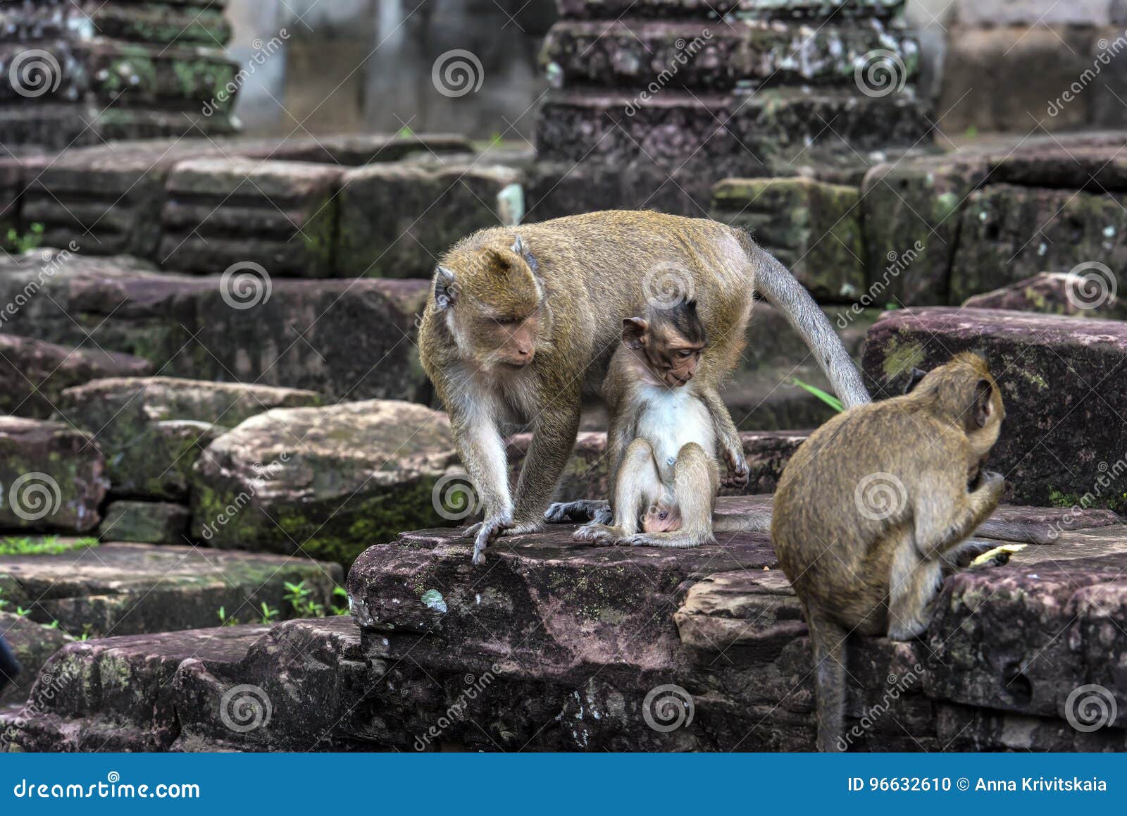 Angkor Wat monkey stock photo. Image of asian, animal - 96632610