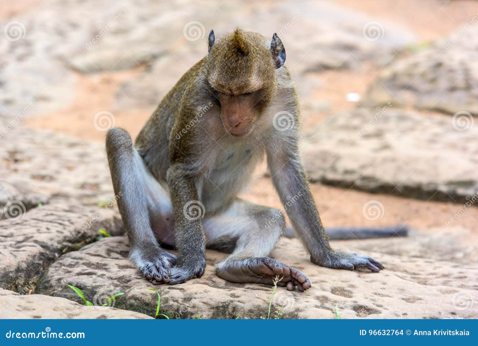 Angkor Wat monkey stock photo. Image of face, asian, delouse - 96632764