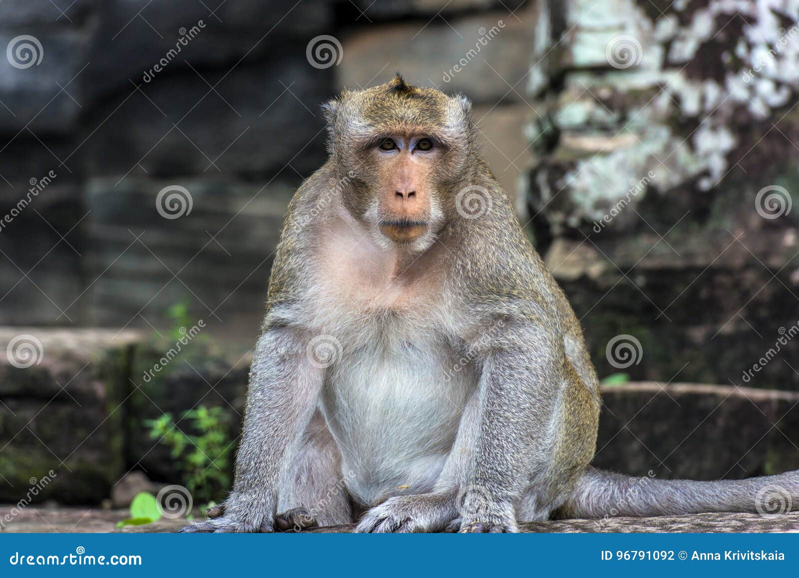Angkor Wat monkey stock photo. Image of angkorwat, brown - 96791092