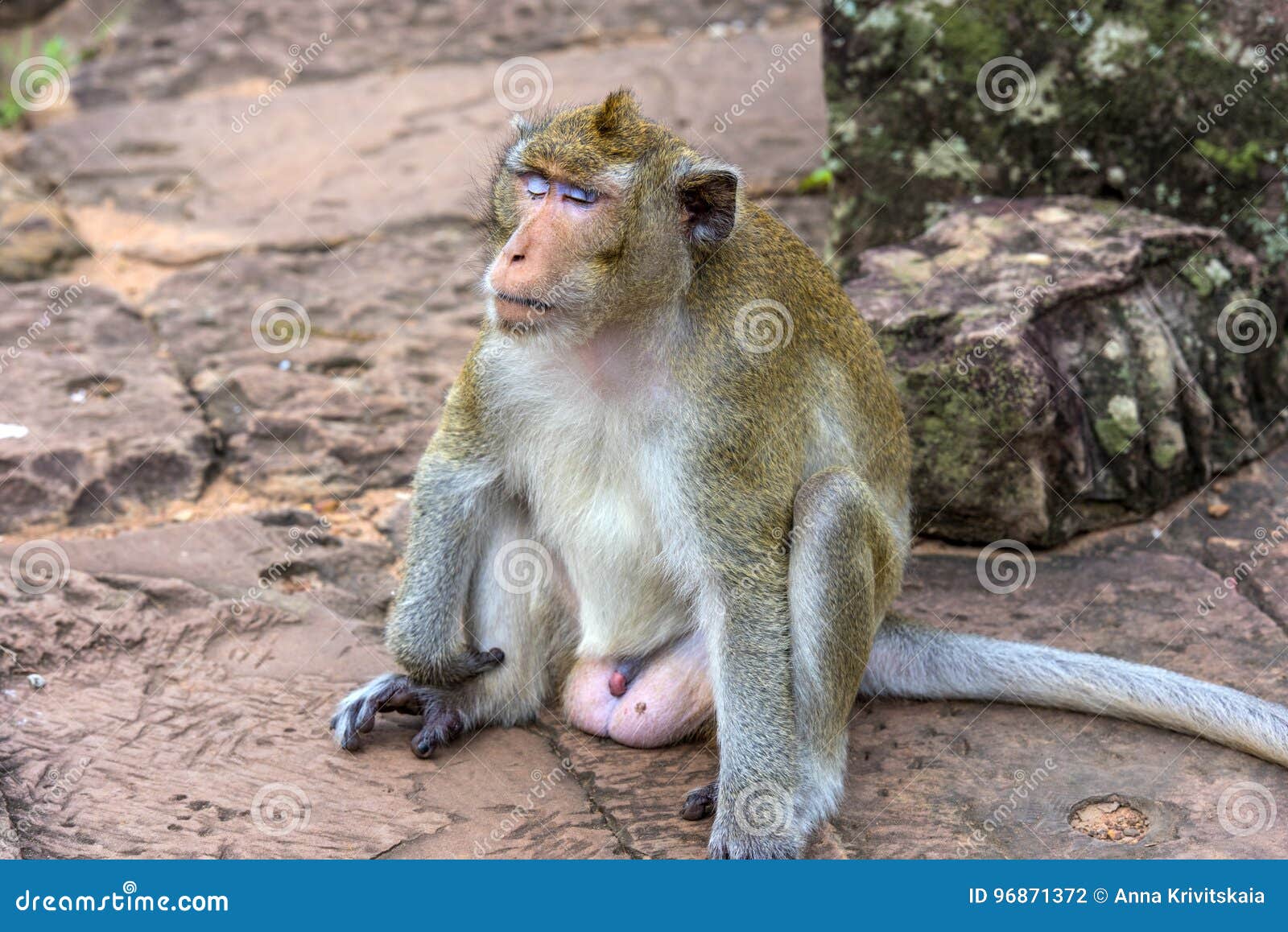 Angkor Wat monkey stock photo. Image of angkorwat, fascicularis - 96871372