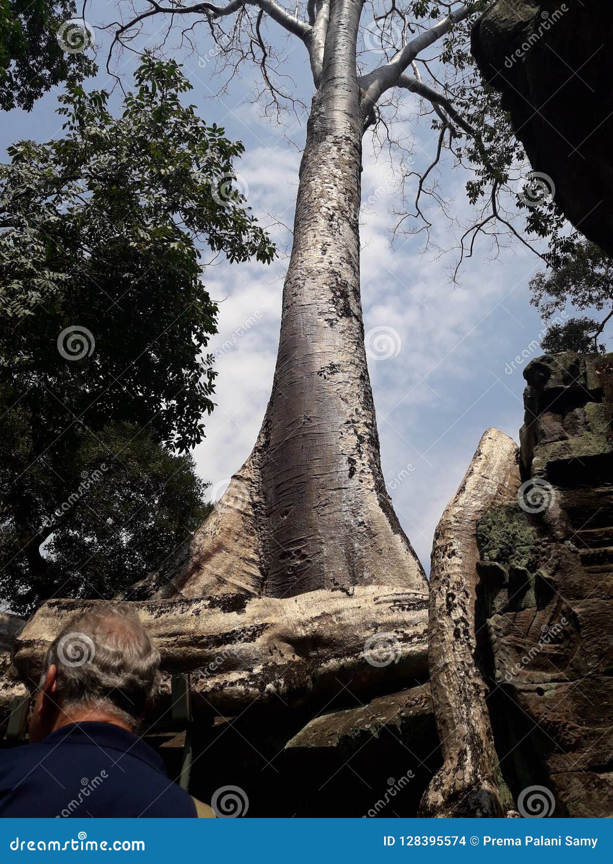 Angkor wat editorial stock image. Image of tree, angkor - 128395574
