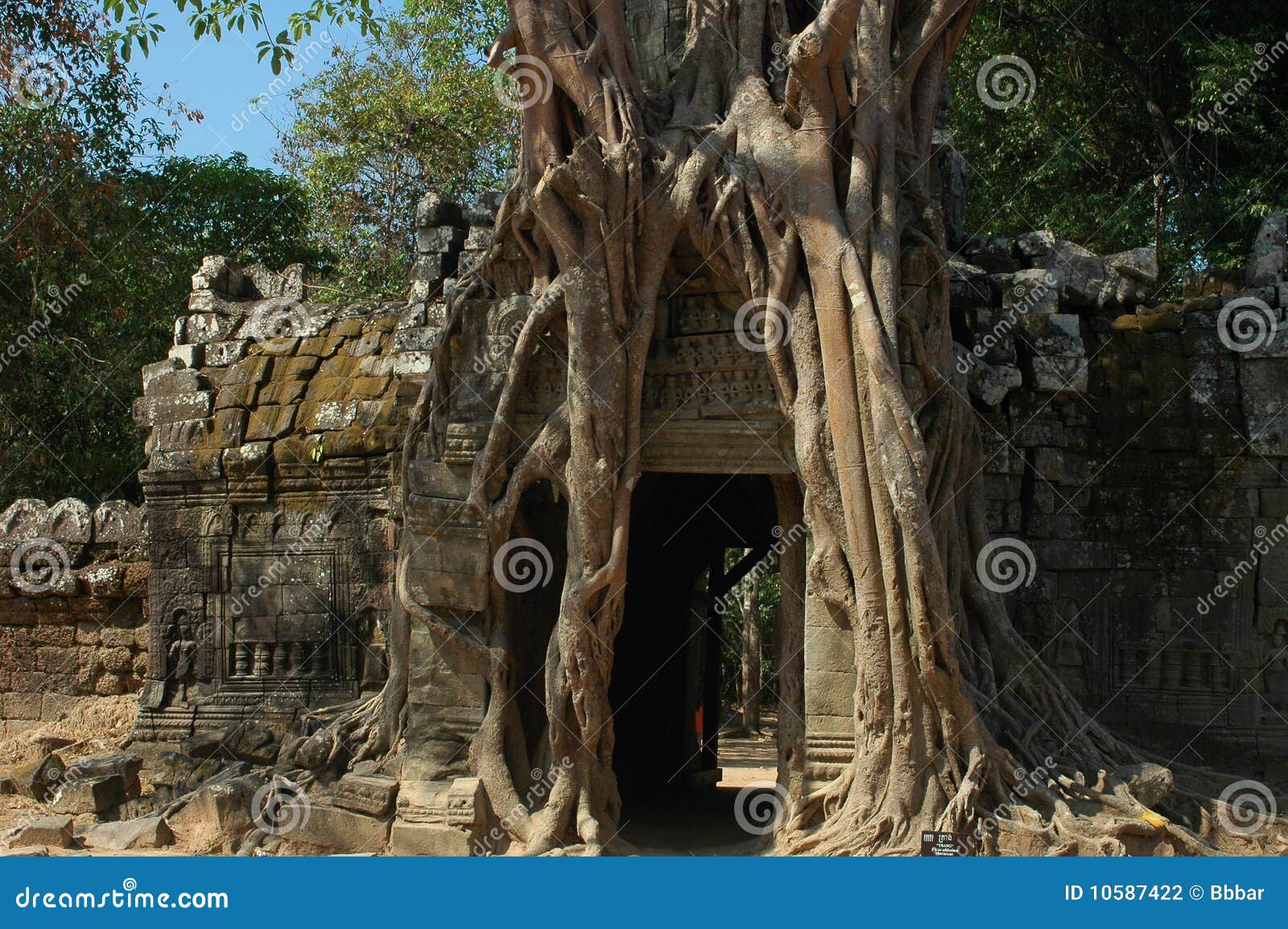 Angkor Wat Tree,Cambodia stock photo. Image of cambodia - 10587422