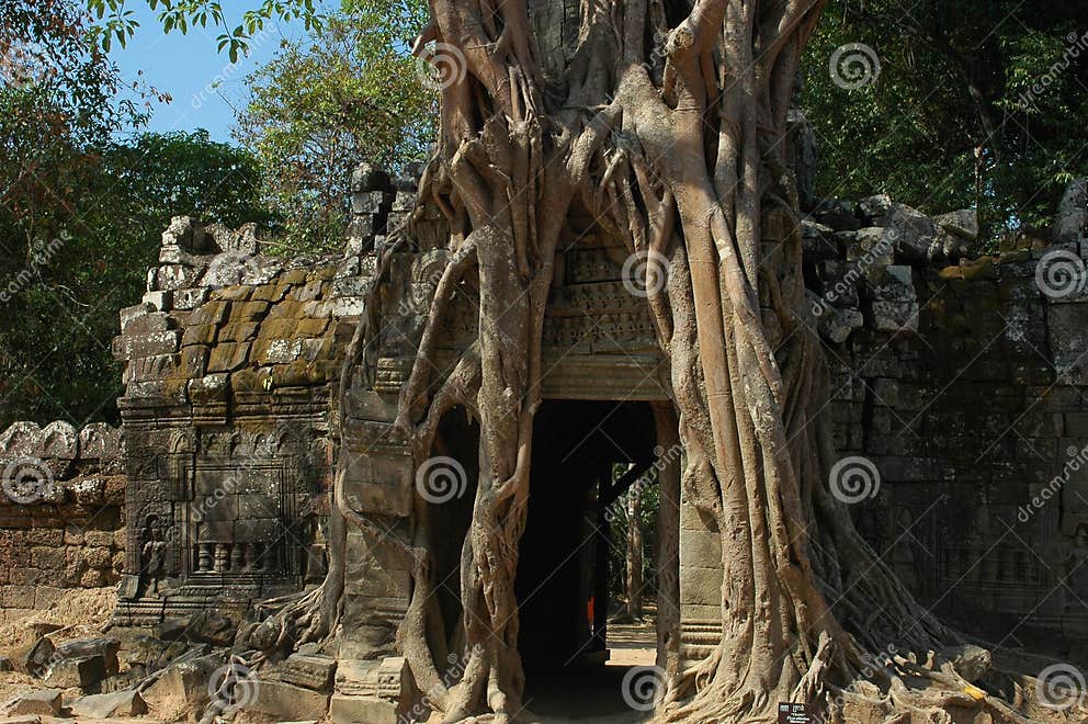 Angkor Wat Tree,Cambodia stock photo. Image of cambodia - 10587422