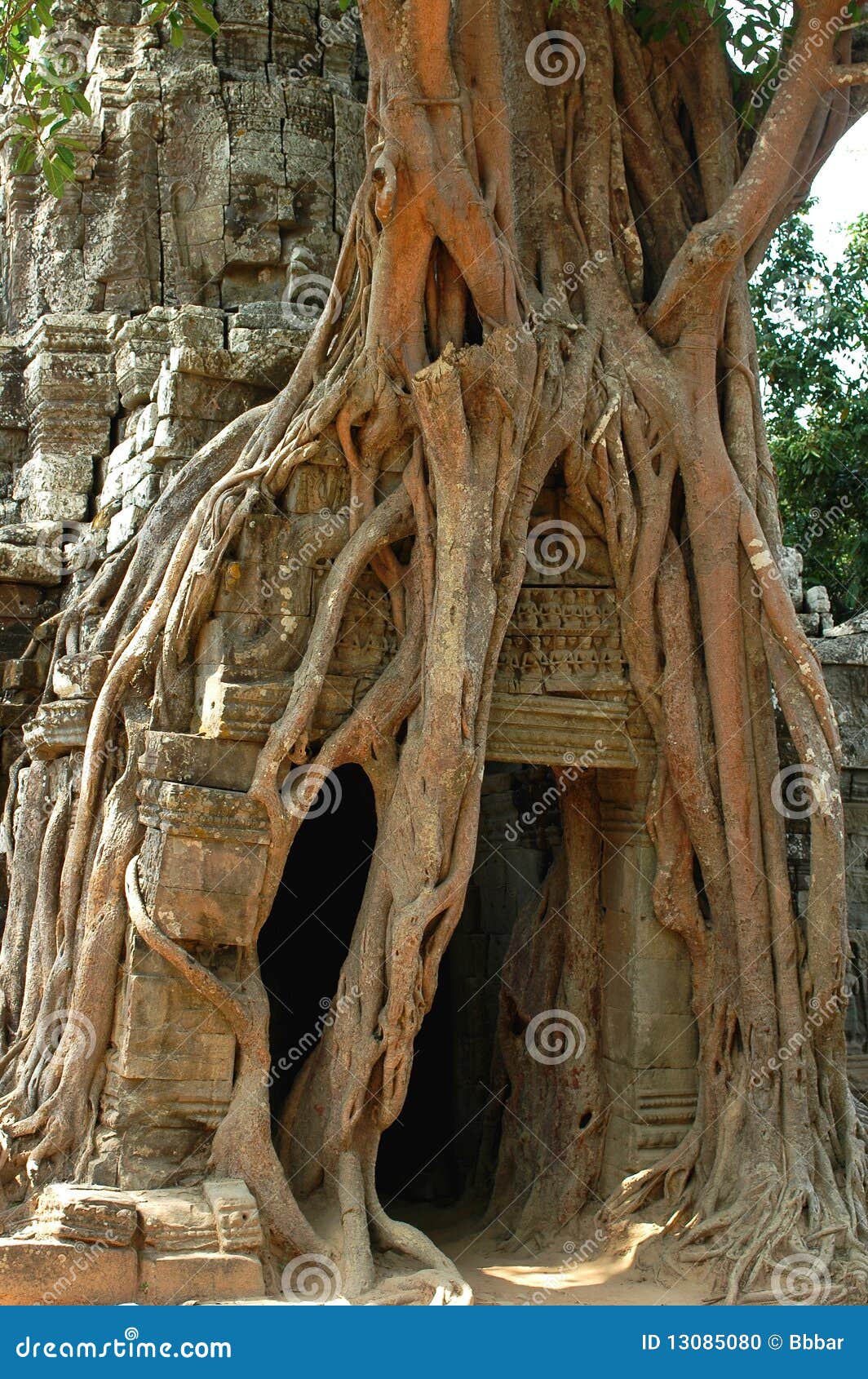 Angkor Wat Tree,Cambodia stock photo. Image of historical - 13085080