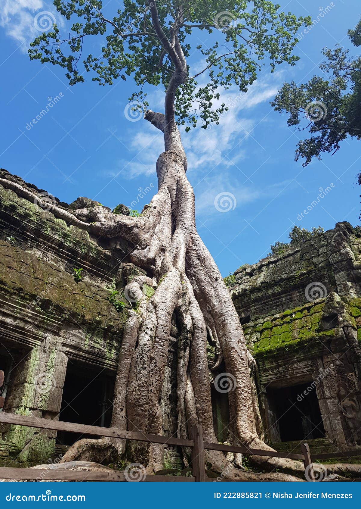 Angkor wat tree roots 1 stockbild. Bild von wurzeln - 222885821