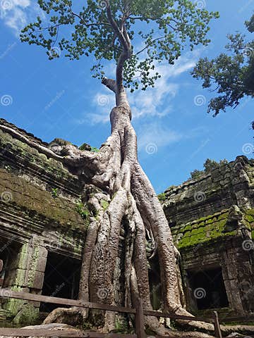 Angkor Wat tree roots 1 stock image. Image of roots - 222885821
