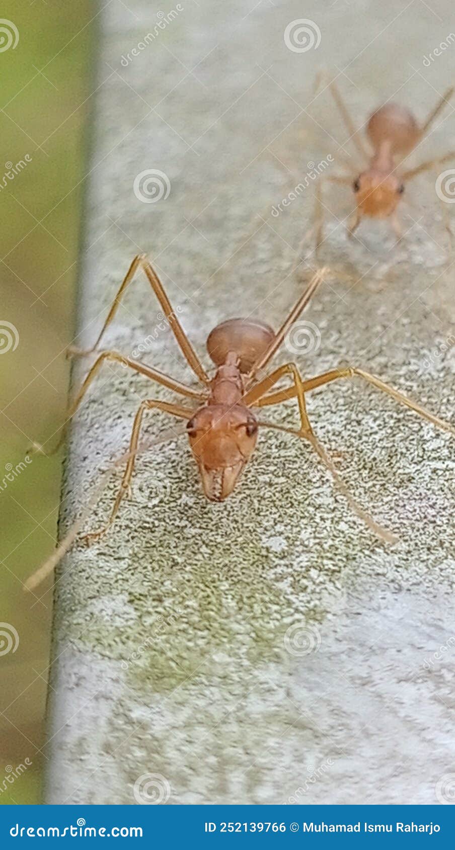 Angkrang Ant Photos - Free & Royalty-Free Stock Photos from Dreamstime