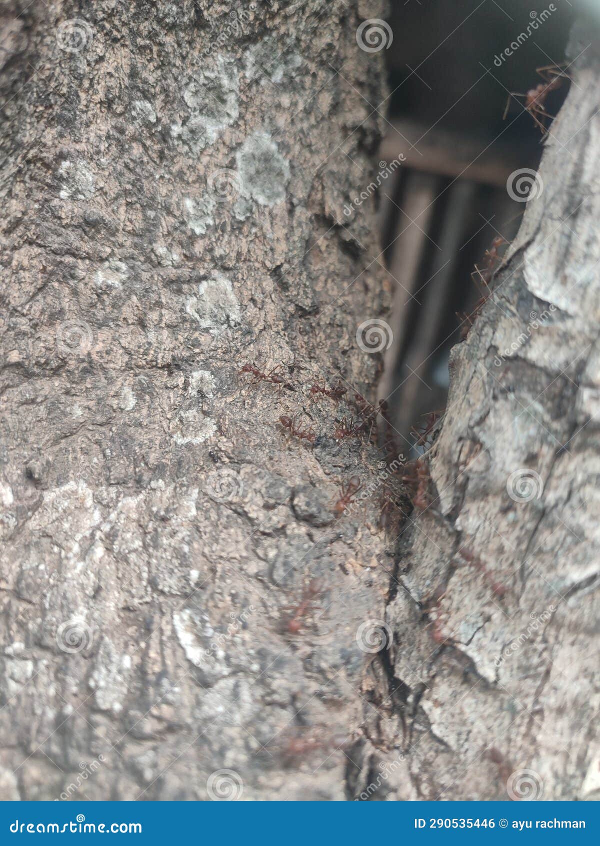 Angkrang Ants are Gathering on the Branches of a Mango Tree Stock Photo ...