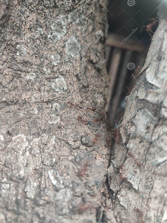 Angkrang Ants are Gathering on the Branches of a Mango Tree Stock Photo ...