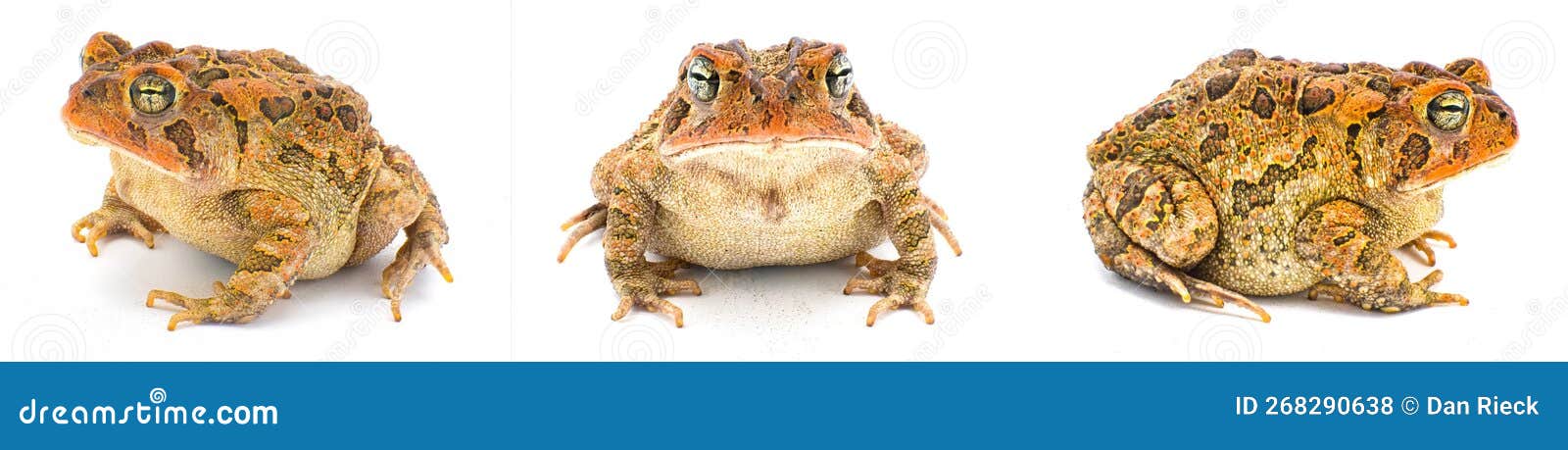 3 Angle Collage Of A Toad Isolated On White Background. Southern Toad ...