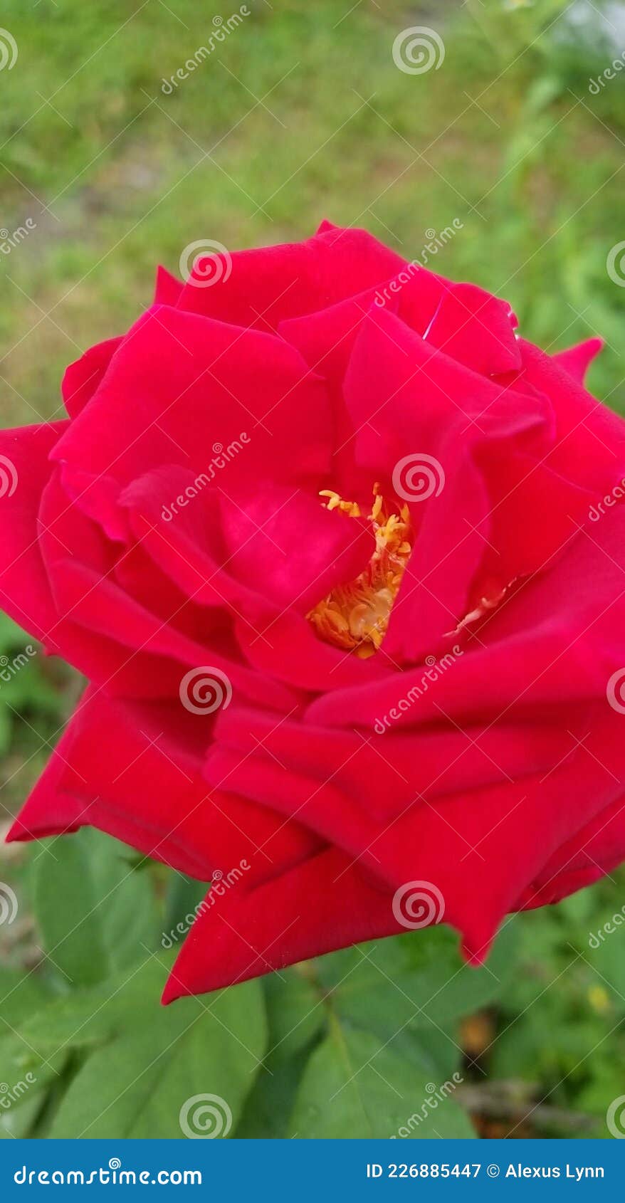 Angle différent de rouge image stock. Image du tulipe - 226885447