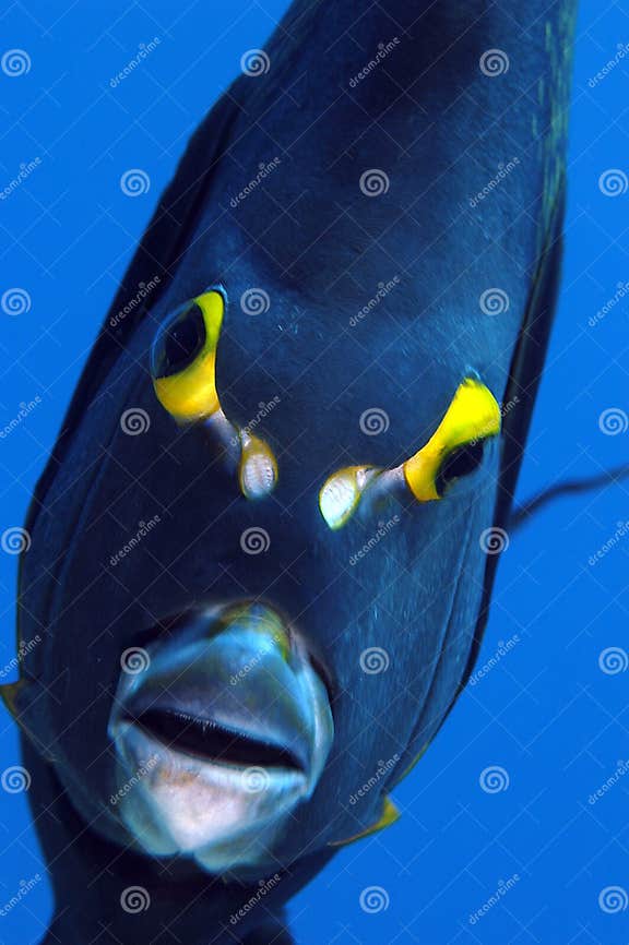 Angle fish stock image. Image of diving, reefs, great - 3106501