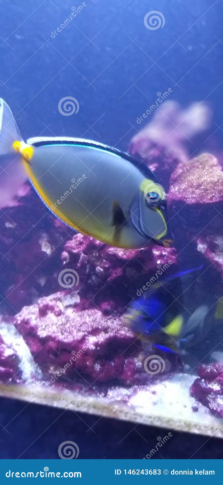 Angle the fish stock image. Image of fish, nice, angle - 146243683