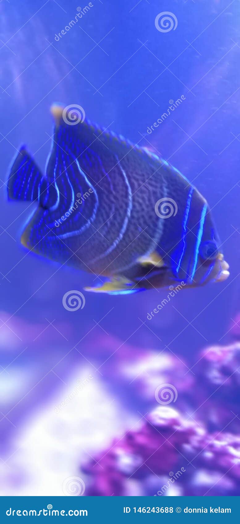 Angle the fish stock photo. Image of fish, swim, angle - 146243688