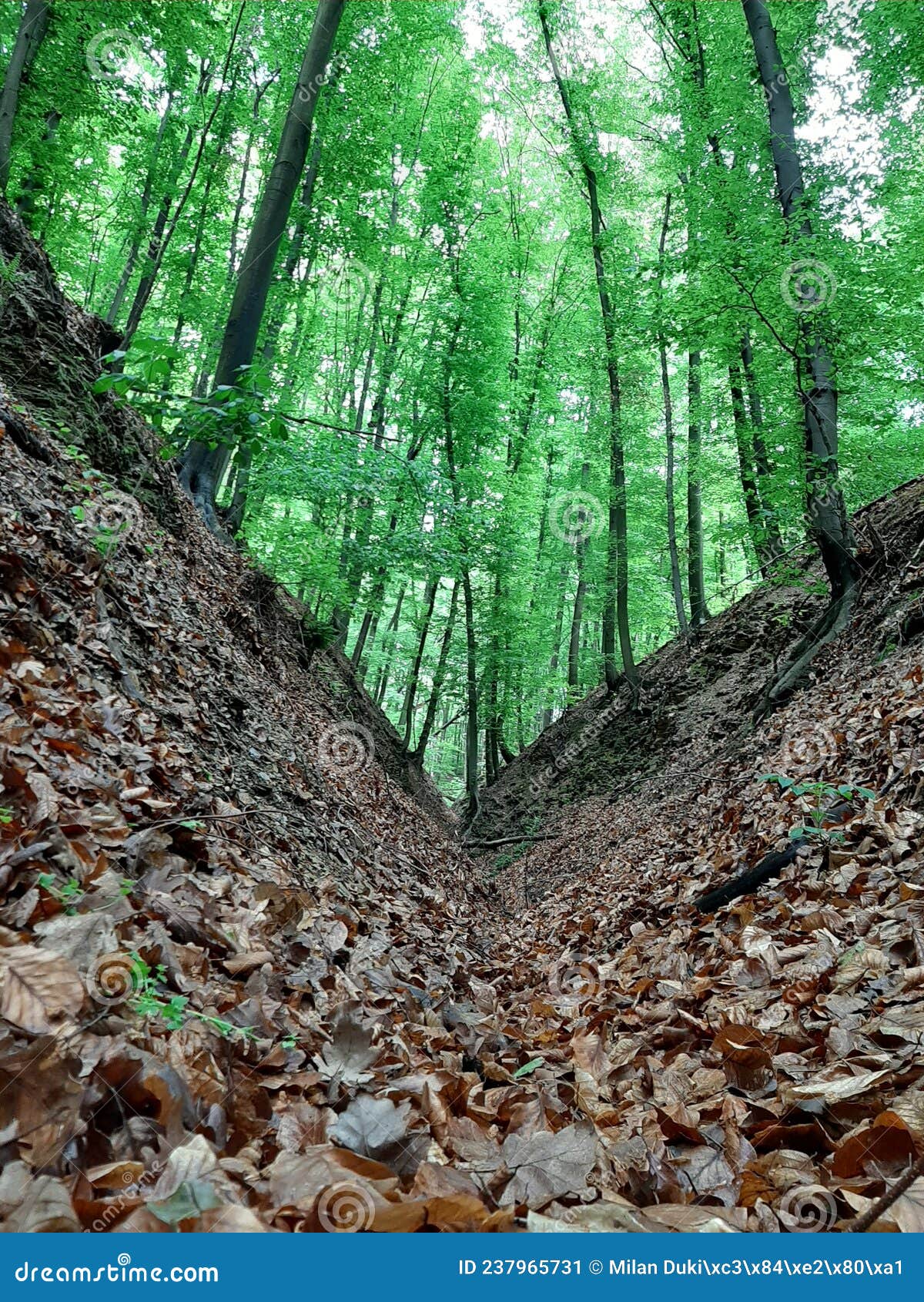 Angle of the forest stock image. Image of wood, forest - 237965731