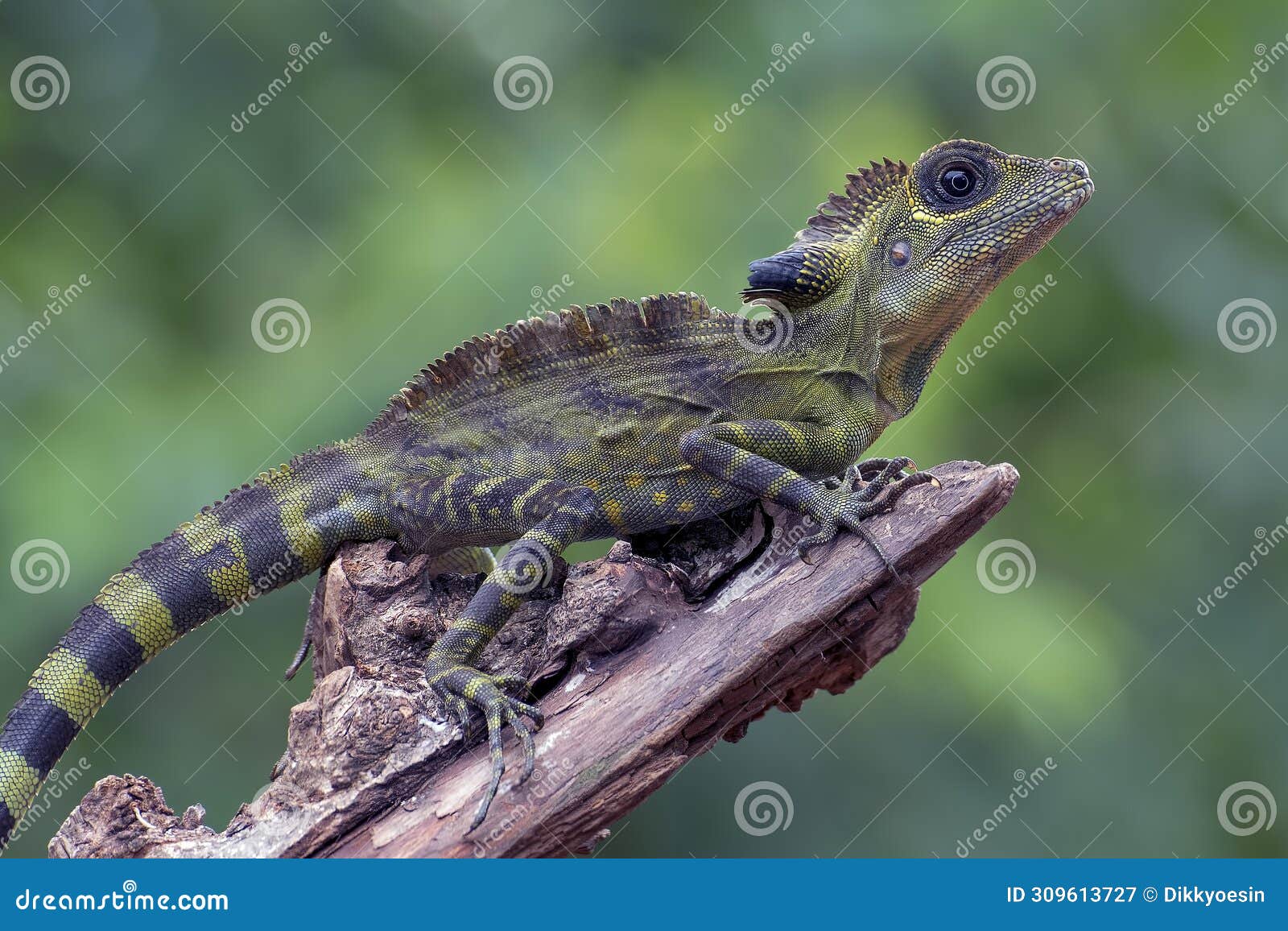 Angle Head Lizard ( Gonocephalus Bornensis ) on Tree Trunk Stock Image ...
