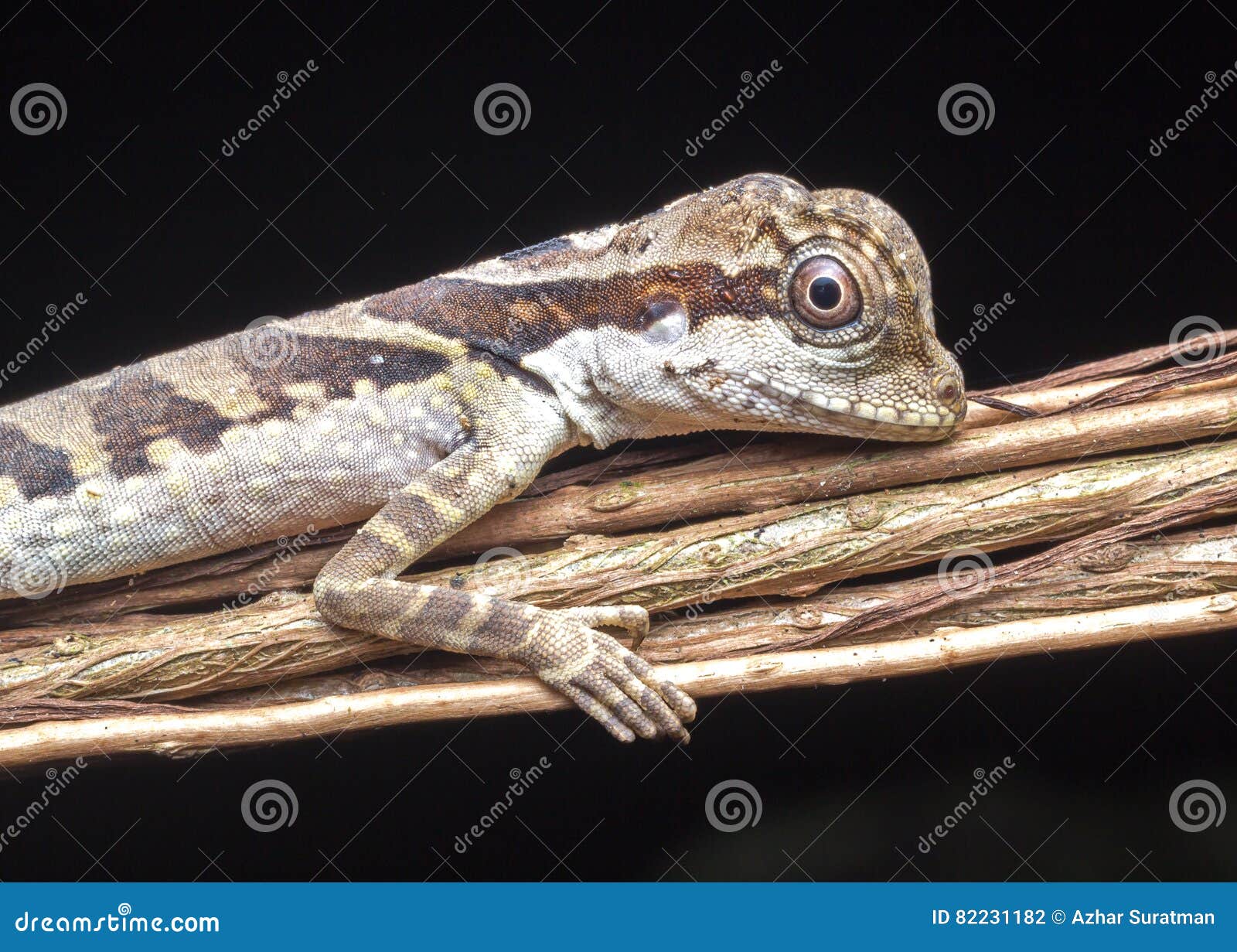 Angle head lizard. stock photo. Image of macro, night - 82231182
