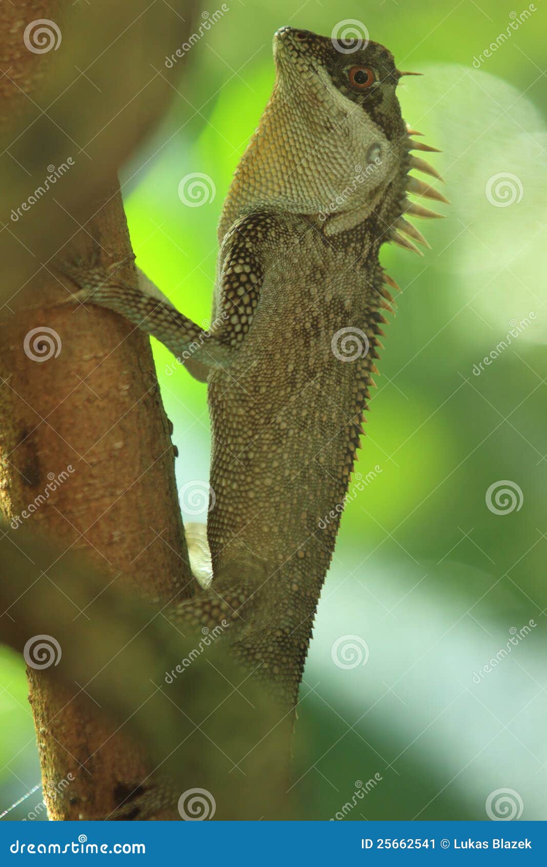 Angle headed dragon stock image. Image of australia, lizard - 25662541