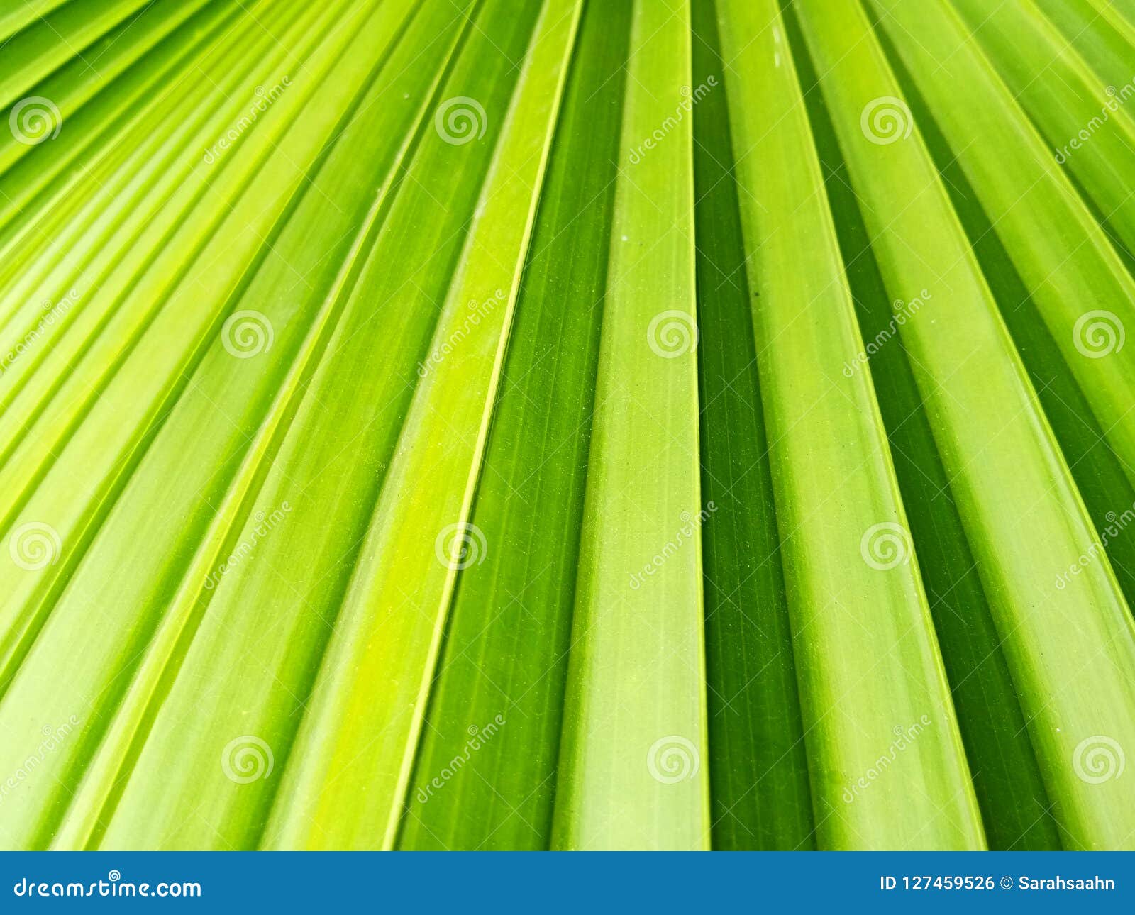 Full Frame Shot of Green Palm Leaf Background. Tropical Palm Leaf ...